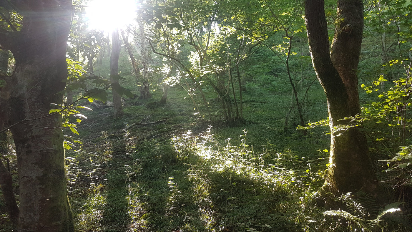 Forest Bathing - Nyth Robin